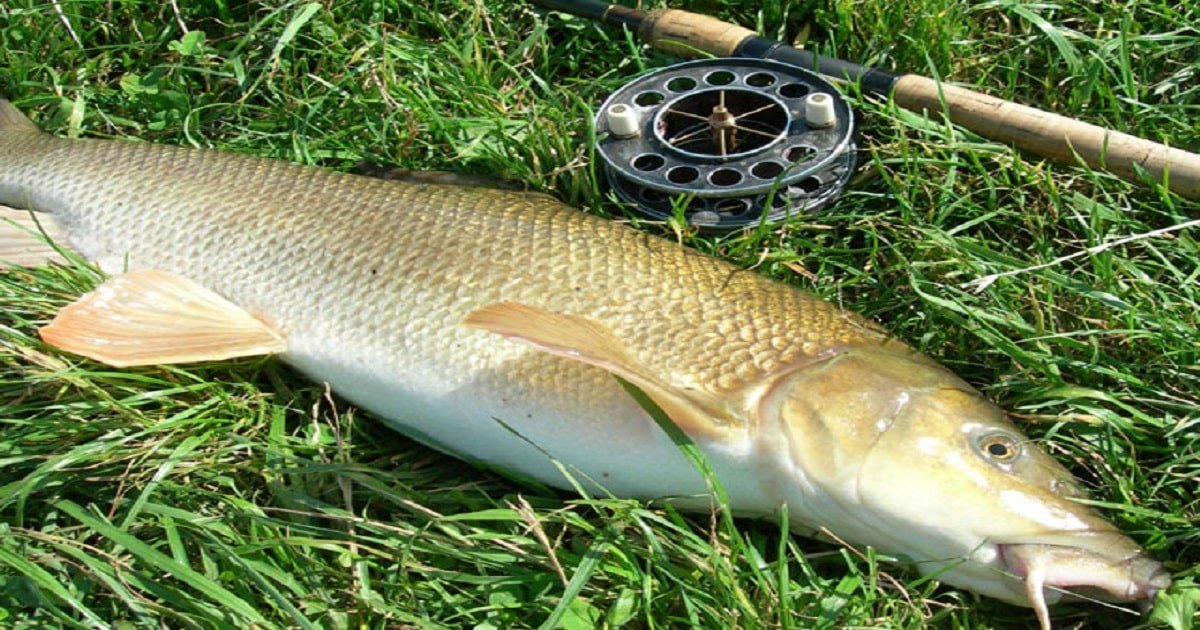 How to catch big Barbel this winter » Dedicated Fishing