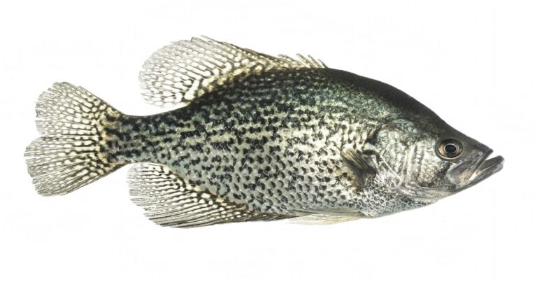 Black Crappie – How to Identify and Catch » Dedicated Fishing