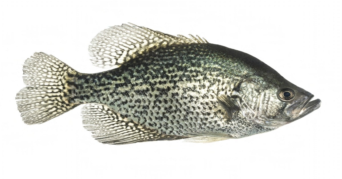 Black Crappie – How to Identify and Catch » Dedicated Fishing