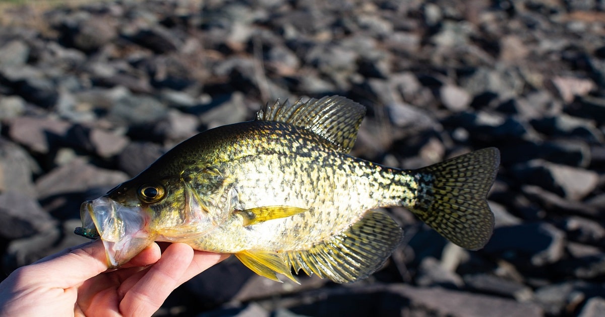 Black Crappie – How to Identify and Catch » Dedicated Fishing