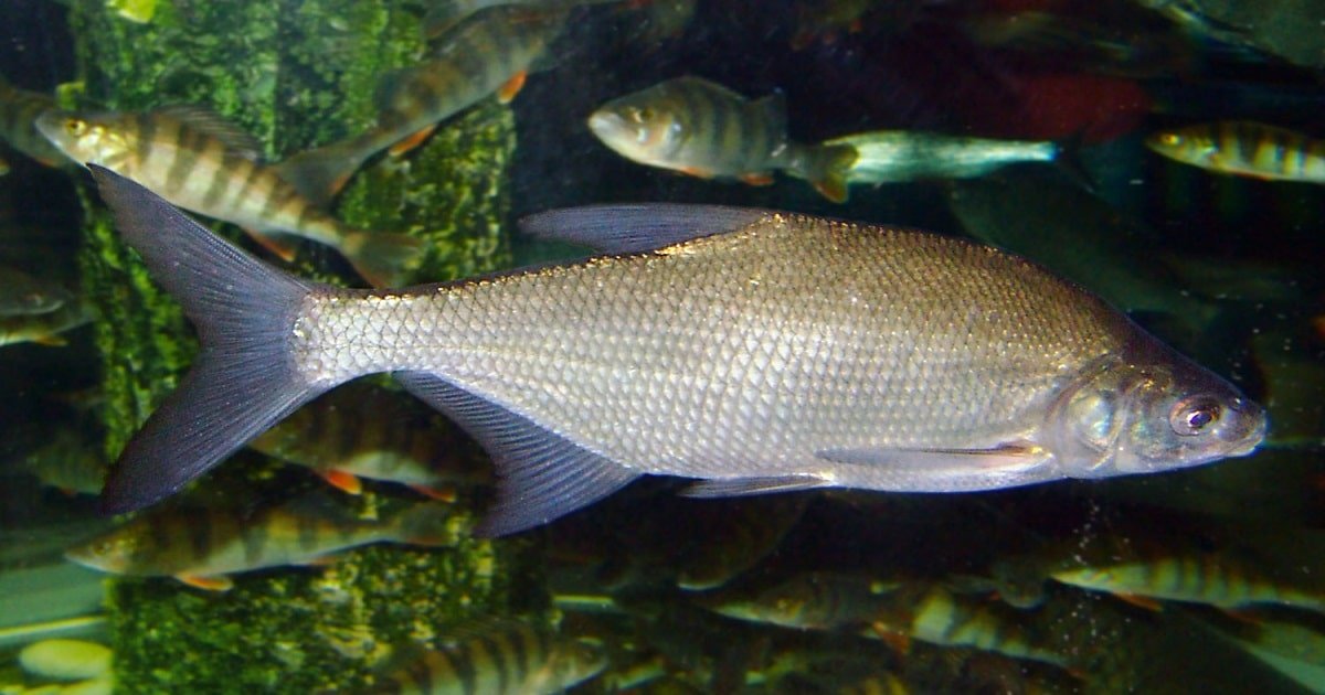 Bream – How to identify and catch » Dedicated Fishing