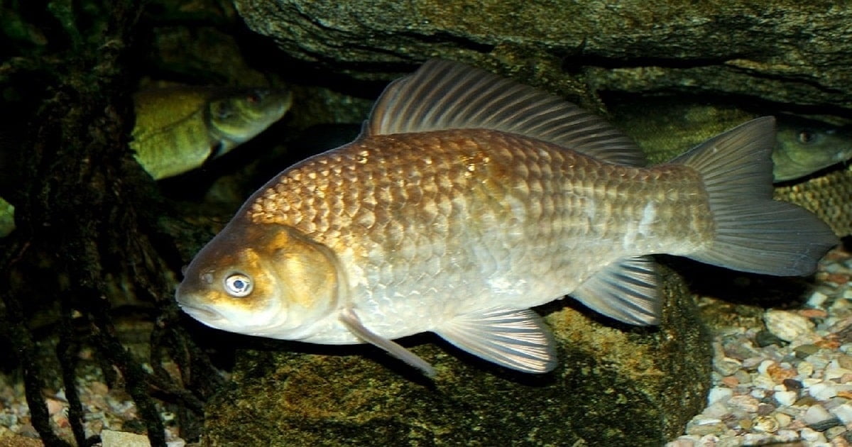 Crucian Carp – How to identify and catch