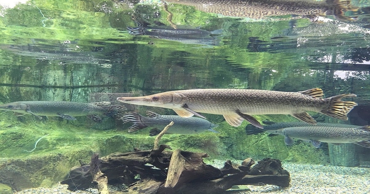 Pike – How to identify and catch