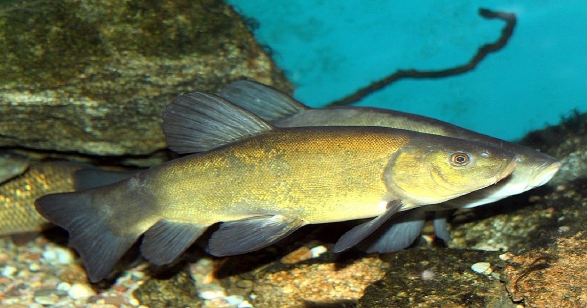 Tench – How to identify and catch » Dedicated Fishing