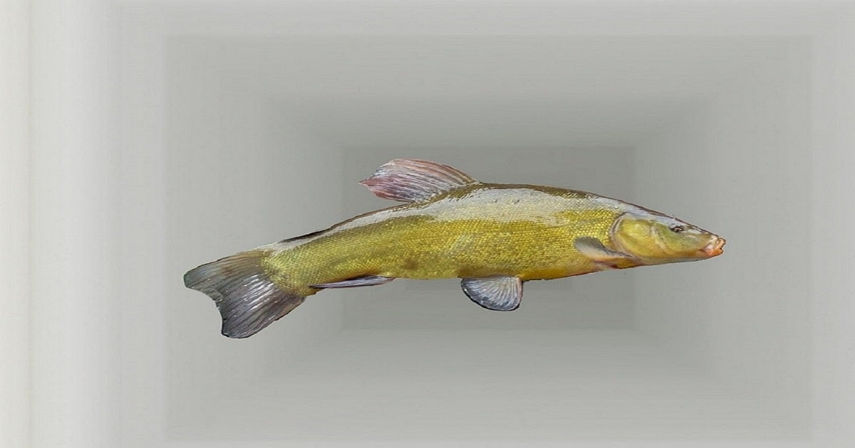 Tench – How to identify and catch » Dedicated Fishing