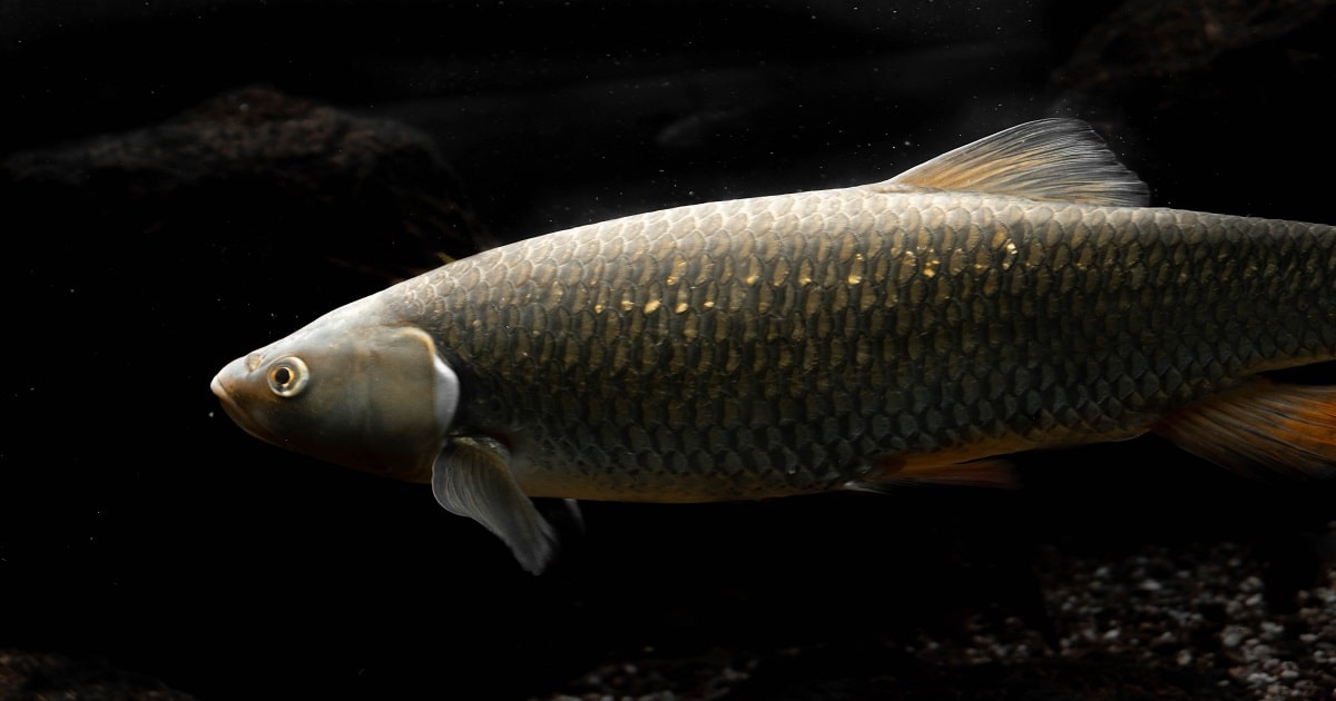 Chub – How to Identify and Catch » Dedicated Fishing