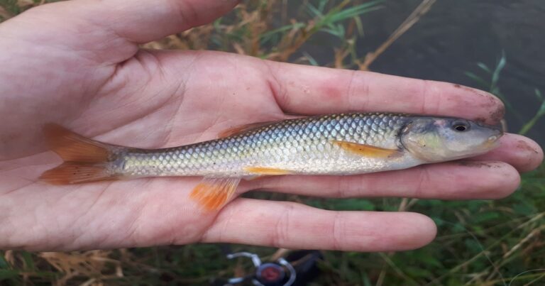 Chub – How to Identify and Catch » Dedicated Fishing