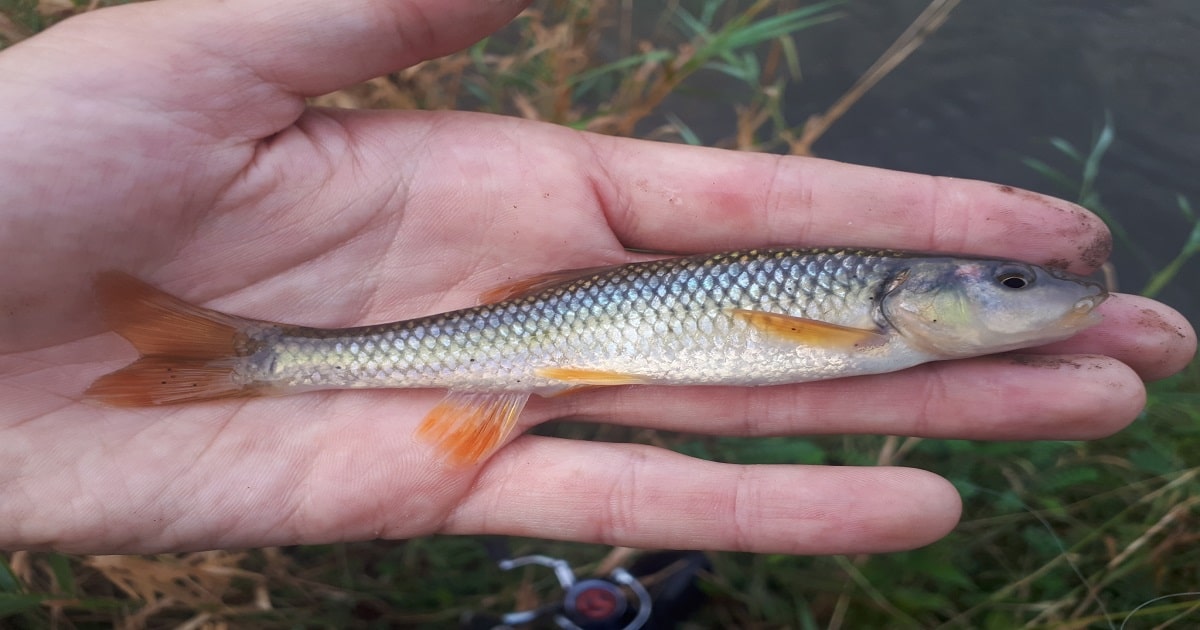 Chub – How to Identify and Catch » Dedicated Fishing