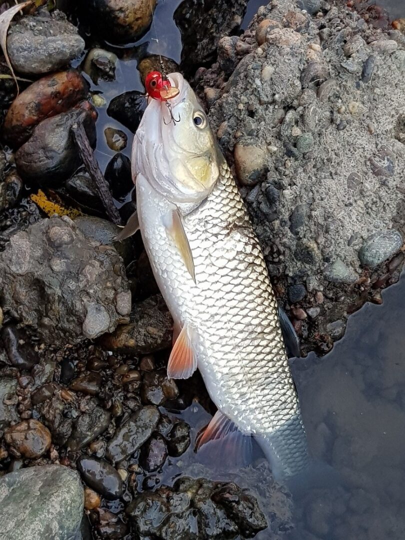 Chub – How to Identify and Catch » Dedicated Fishing