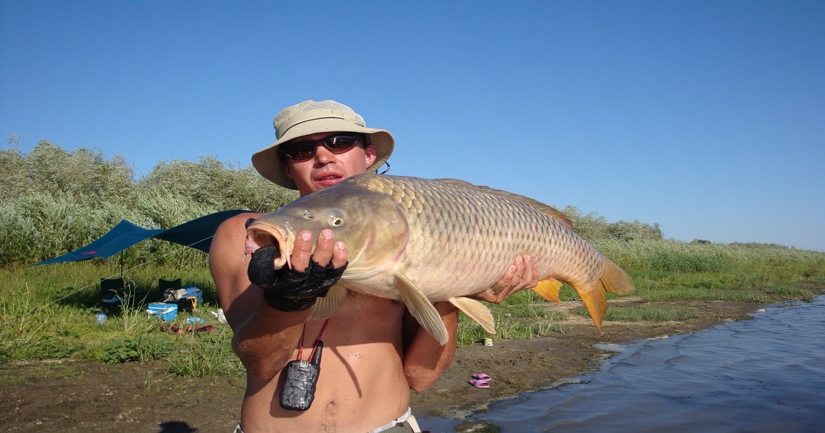 Carp – How to Identify and Catch » Dedicated Fishing